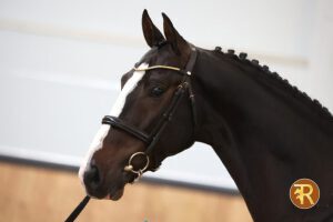 Hengsten - Reinie Tewis